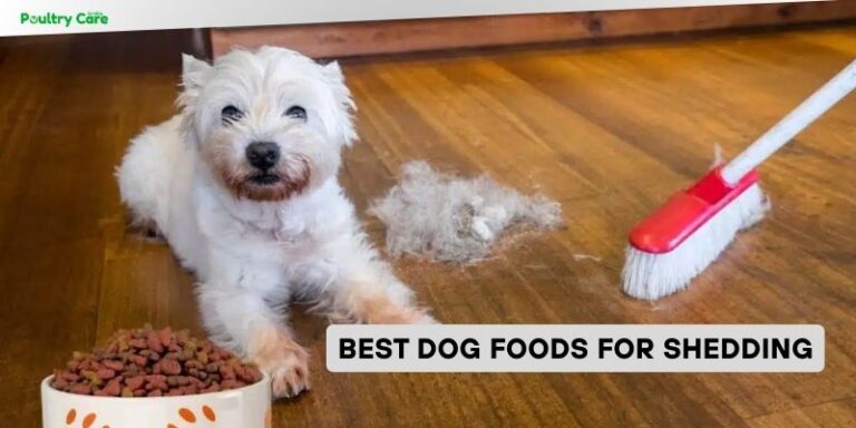 Our 10 Best Dog Foods For Shedding (2026), Tested and Reviewed