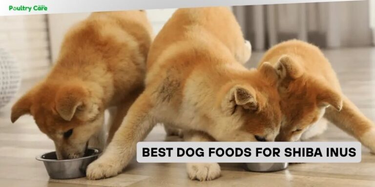 The 10 Best Dog Foods For Shiba Inus 2026, According to Experts