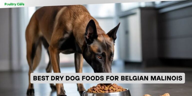 Top 10 Best Dry Dog Foods For Belgian Malinois – Top Picks Of 2026