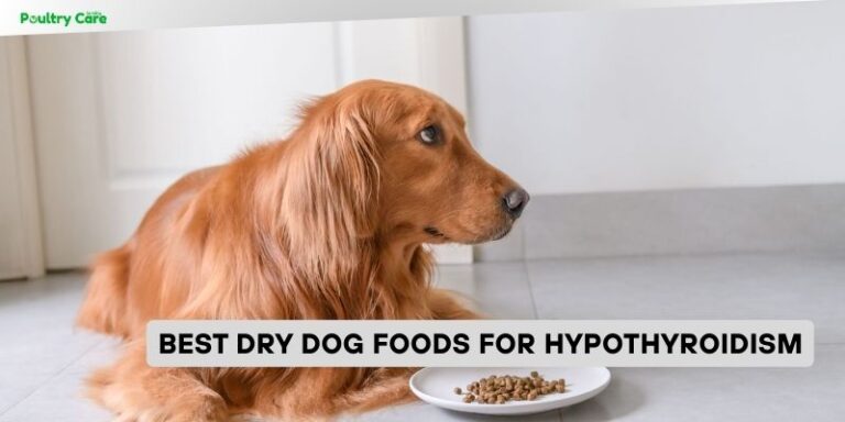 Our 10 Best Dry Dog Foods For Hypothyroidism In 2026 - Poultry Care Sunday