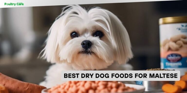10 Best Dry Dog Foods For Maltese 2025: Top Picks