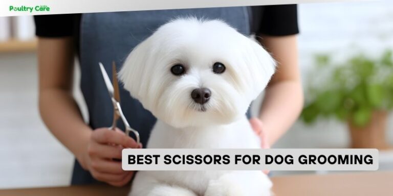The 10 Best Scissors For Dog Grooming 2026, According to Experts