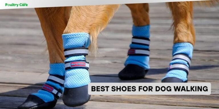 The 10 Best Shoes For Dog Walking To Buy In 2026 - Poultry Care Sunday