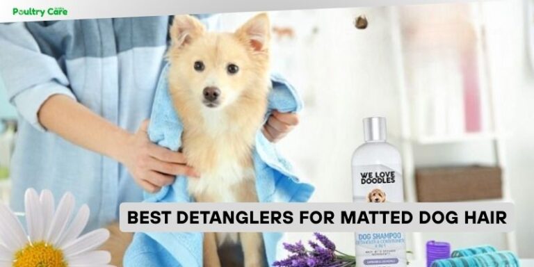 The 10 Best Detanglers For Matted Dog Hair – Top Picks Of 2026