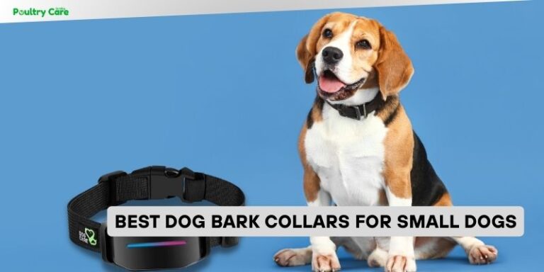Top 10 Best Dog Bark Collars For Small Dogs 2026, According to Experts ...