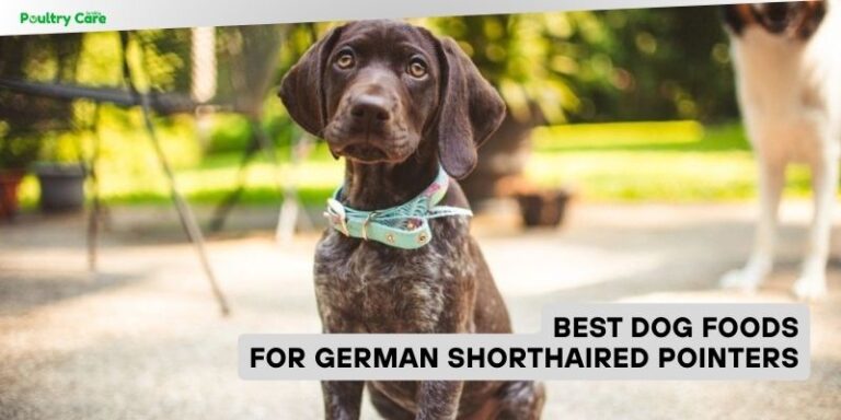 Our 10 Best Dog Foods For German Shorthaired Pointers 2026, According ...