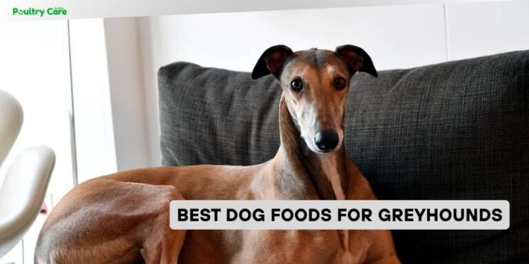 Our 10 Best Dog Foods For Greyhounds In 2026 – Reviews And Guide