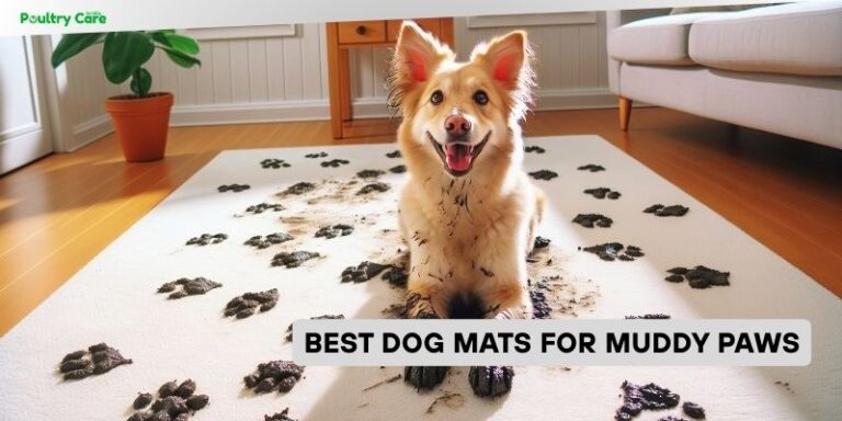 10 Best Dog Mats For Muddy Paws 2026, According to Experts