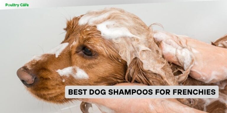 Top 10 Best Dog Shampoos For Frenchies 2026, According to Experts ...