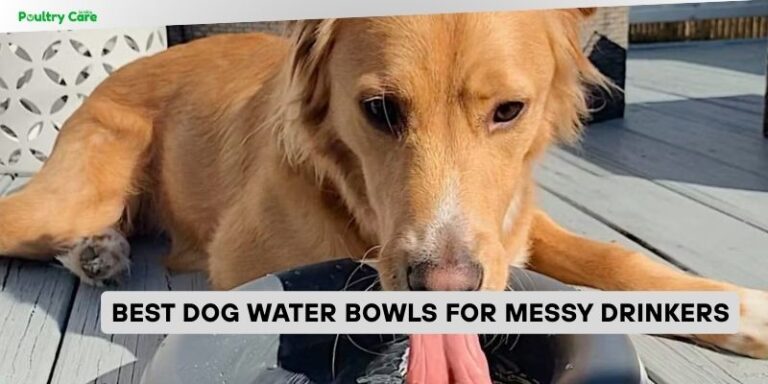 Our 10 Best Dog Water Bowls For Messy Drinkers To Buy In 2026 - Poultry ...