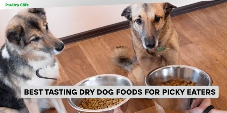 The 10 Best Tasting Dry Dog Foods For Picky Eaters (2026), Tested and ...