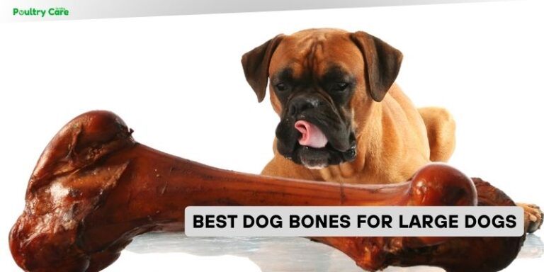 Our 10 Best Dog Bones For Large Dogs (2026), Tested and Reviewed