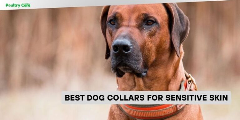 10 Best Dog Collars For Sensitive Skin 2026: Top Picks