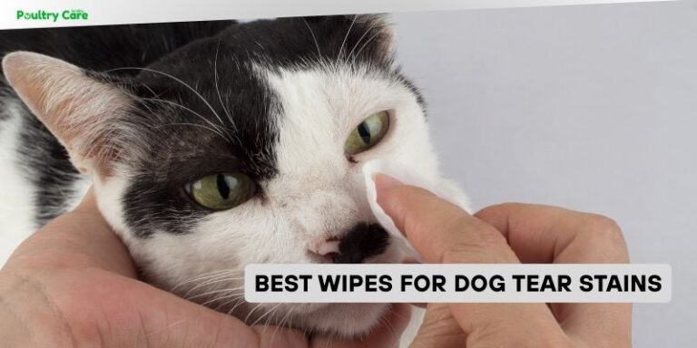 Our 10 Best Wipes For Dog Tear Stains Of 2026 - Poultry Care Sunday