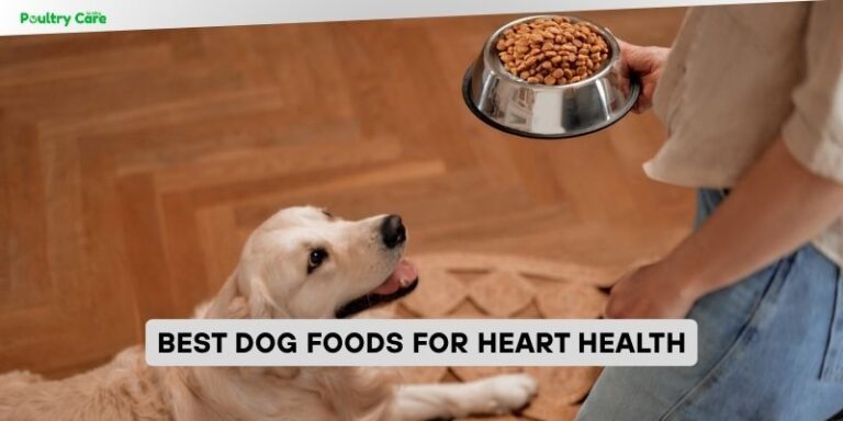 Our 10 Best Dog Foods For Heart Health To Buy In 2026 - Poultry Care Sunday